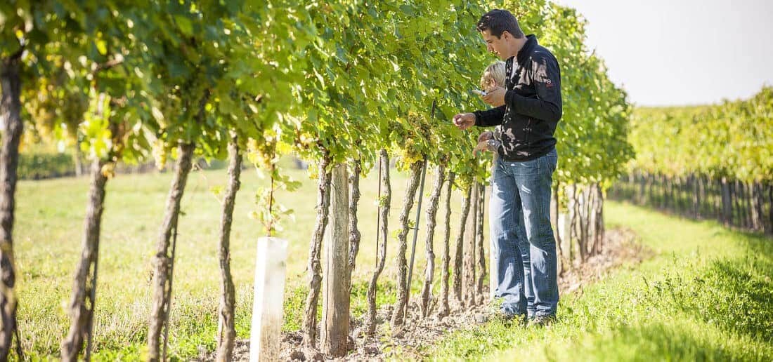 Østrigs gastronomi og vin - Travel Talk